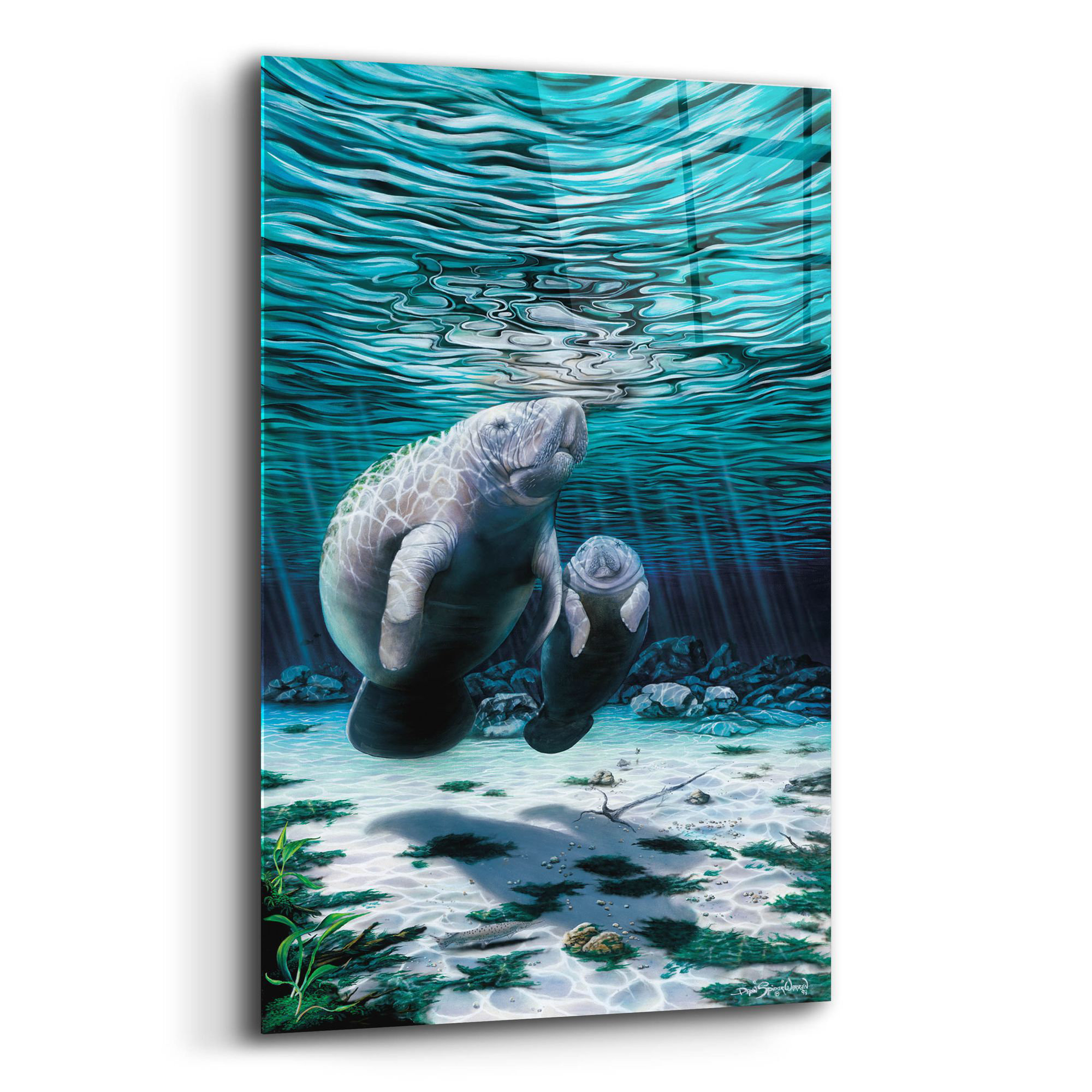 Dovecove 'Mermaids Of Crystal River' By Dann Spider Warren, Acrylic ...