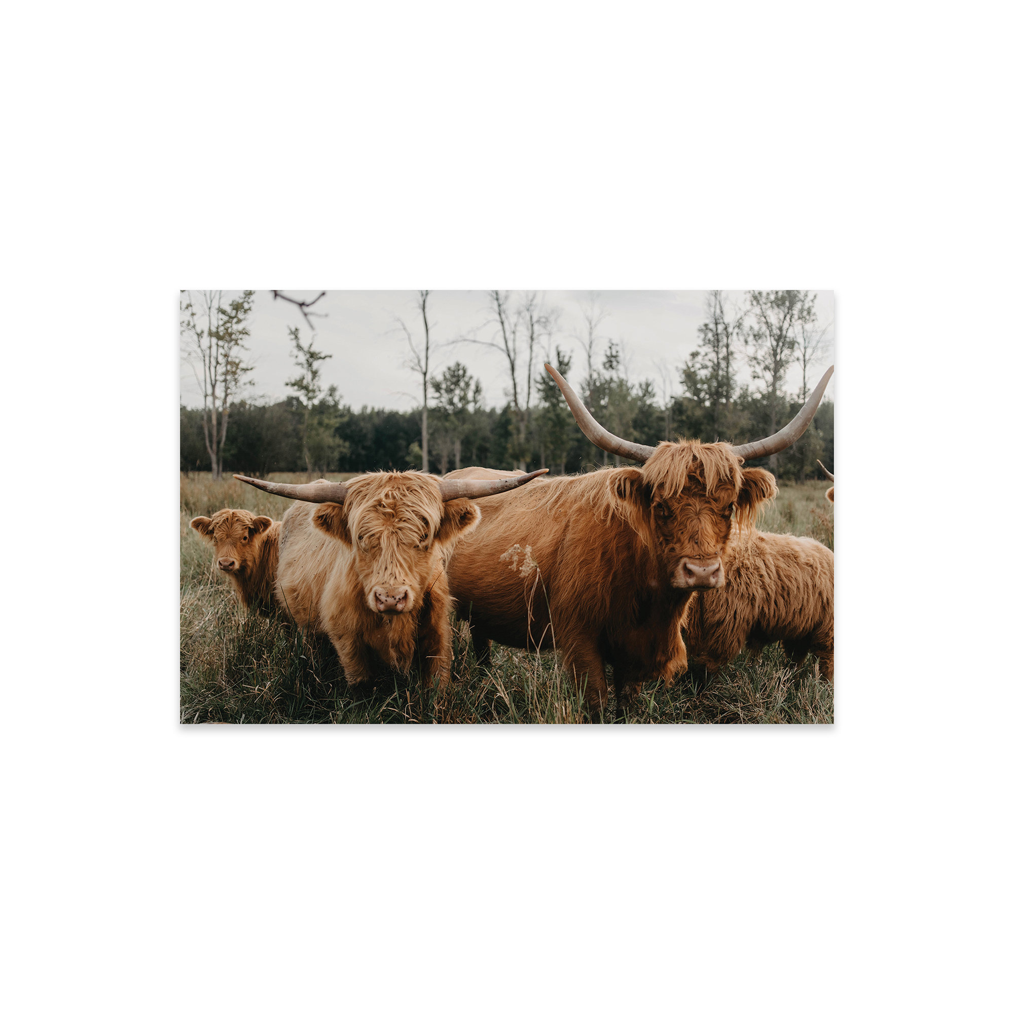 Millwood Pines Highland Cow Herd Print On Acrylic Glass - Wayfair Canada
