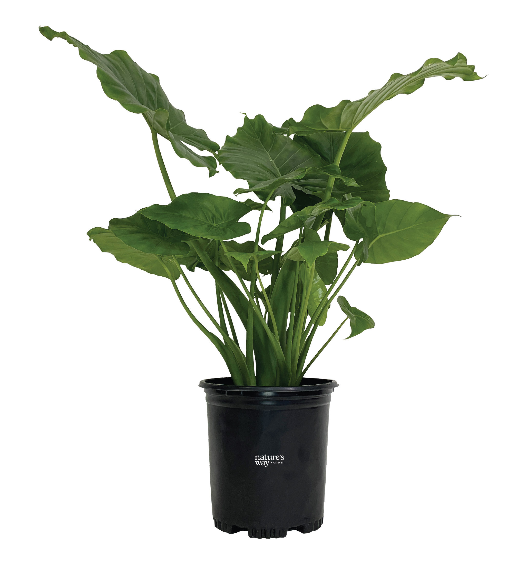 Natures Way Farms Nature's Way Farms Alocasia California Live Plant 18 ...