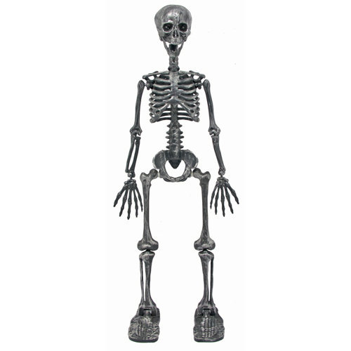Skeleton | Wayfair