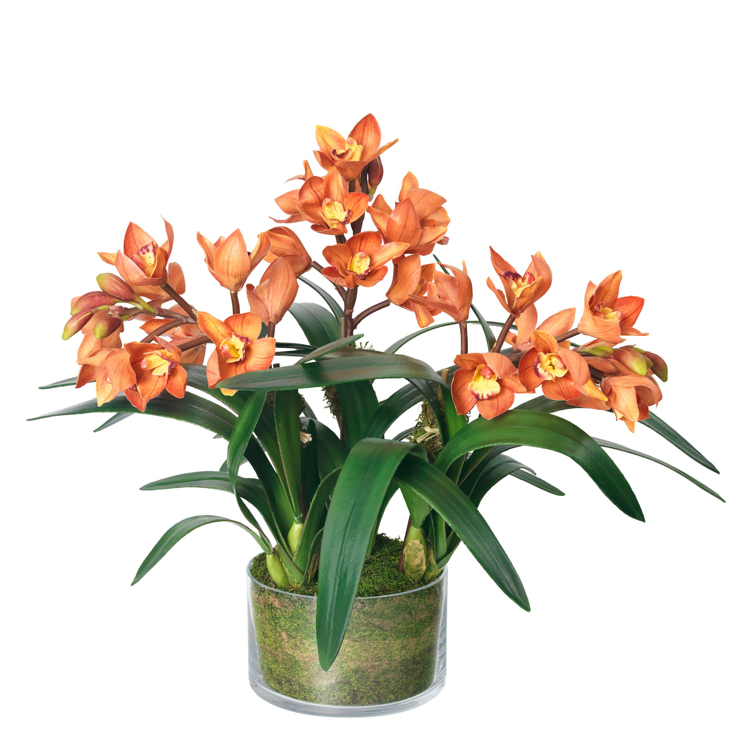 Diane James Home Rust Cymbidium Orchid, 3 Stems, In Glass Cylinder ...