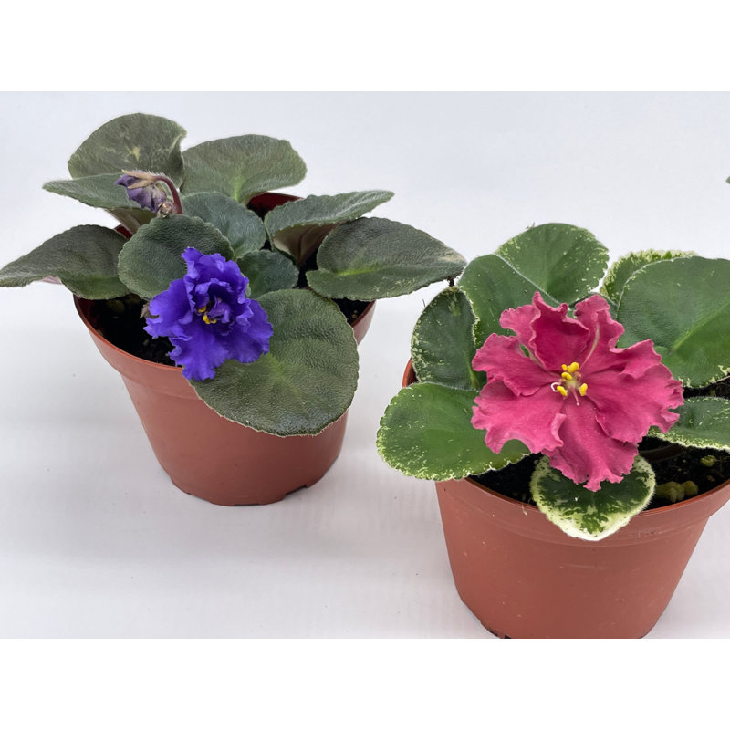 Florida House Plants African Violet Assortment Set 4 Inch Pots 3 ...