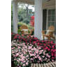 Encore Azalea 1 Gallon Autumn Belle Encore Azalea Live Low Maintenance ...