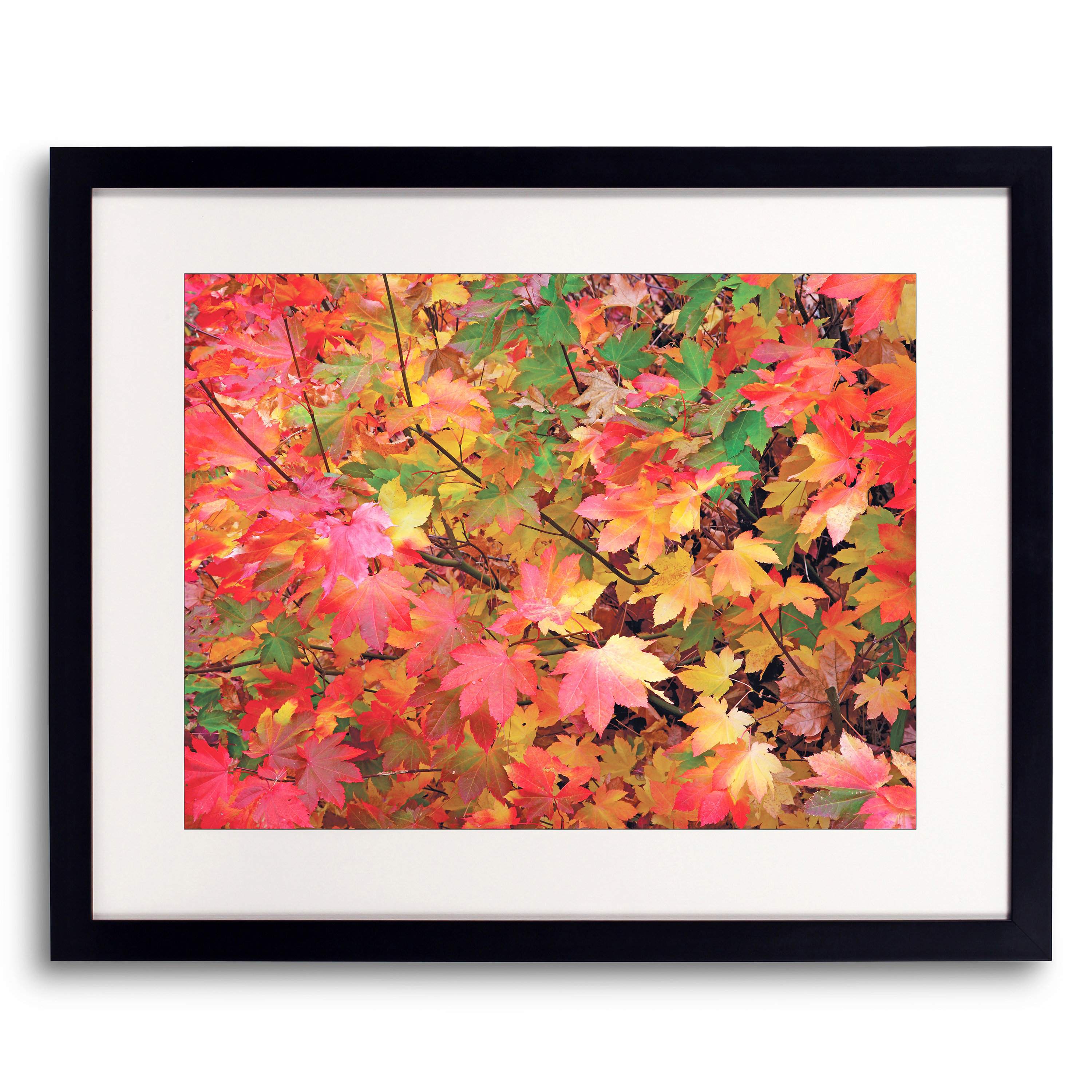 Made & Curated Autumn Maple Leaves Portrait by Bruce Heinemann ...