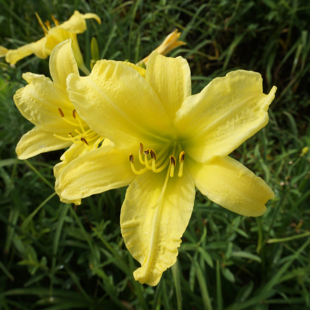 Terra Ceia Farms Sweetly Fragrant Daylily Hyperion | Wayfair