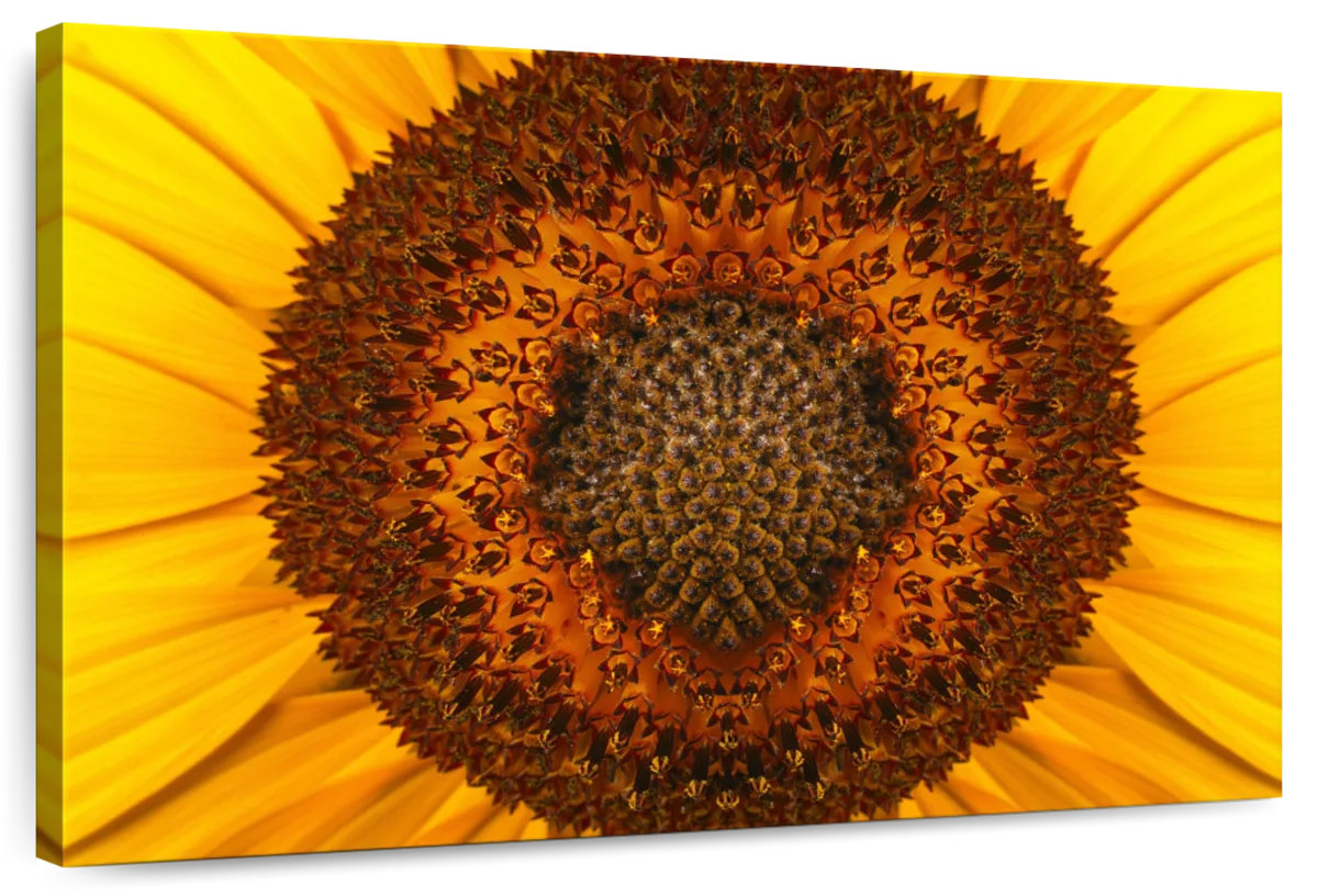 Lark Manor™ Harnek Magnified Sunflower Center | Wayfair
