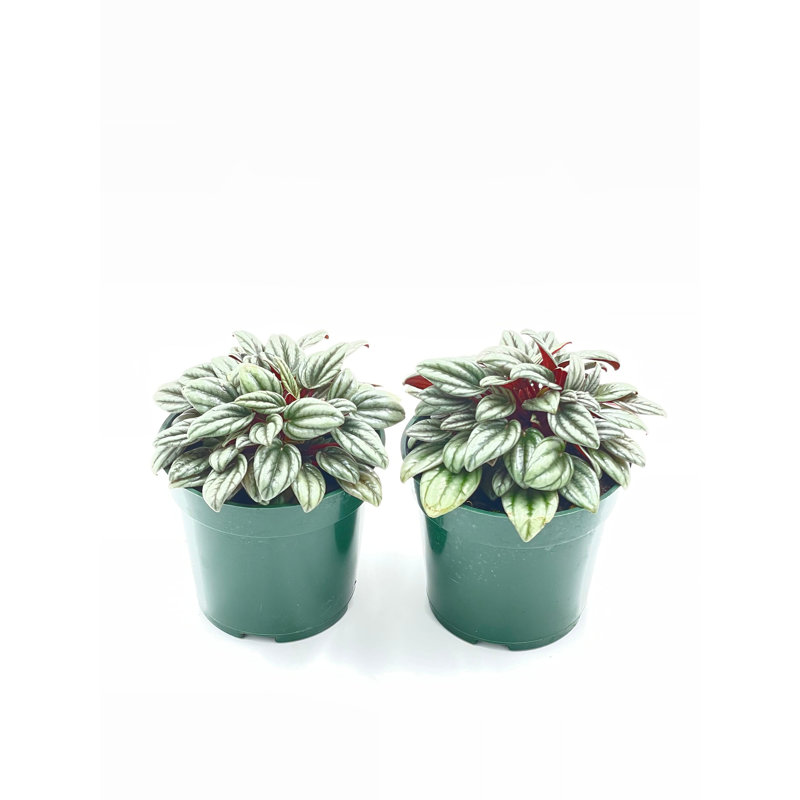 Florida House Plants Peperomia Rosso Albovittata Piccolo Banda Ivy Leaf ...