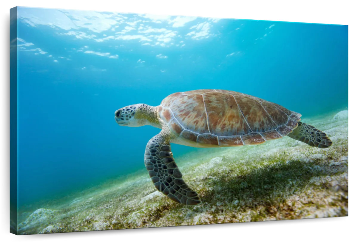 Ebern Designs Hawksbill Turtle In Motion | Wayfair