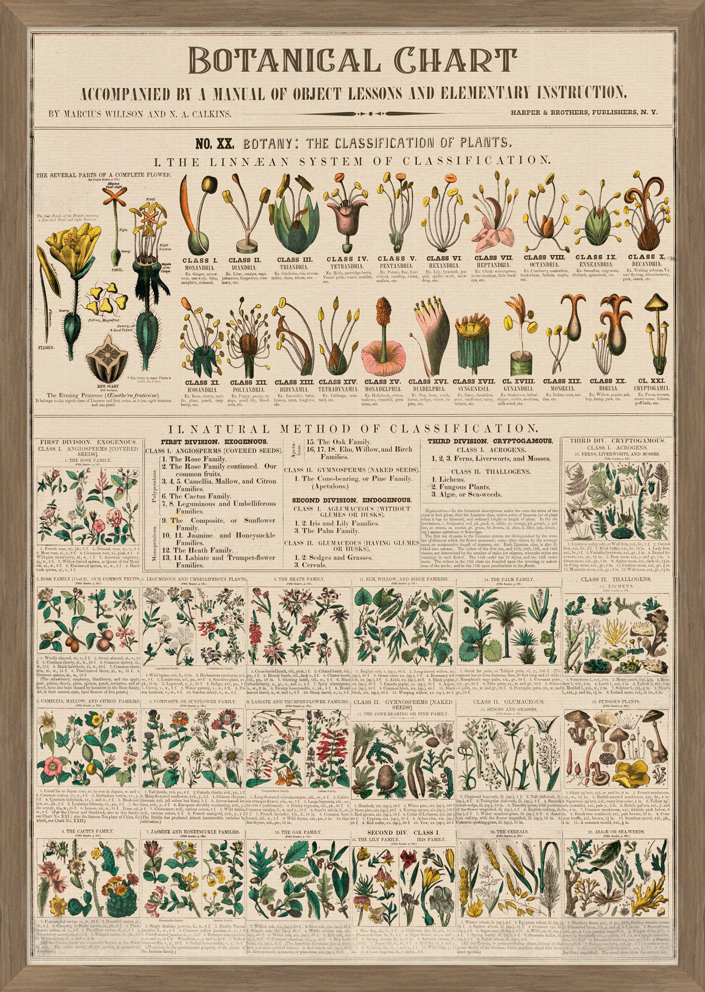 Wendover Art Group Botanical Chart 1 by Nathan Turner - Single Picture ...