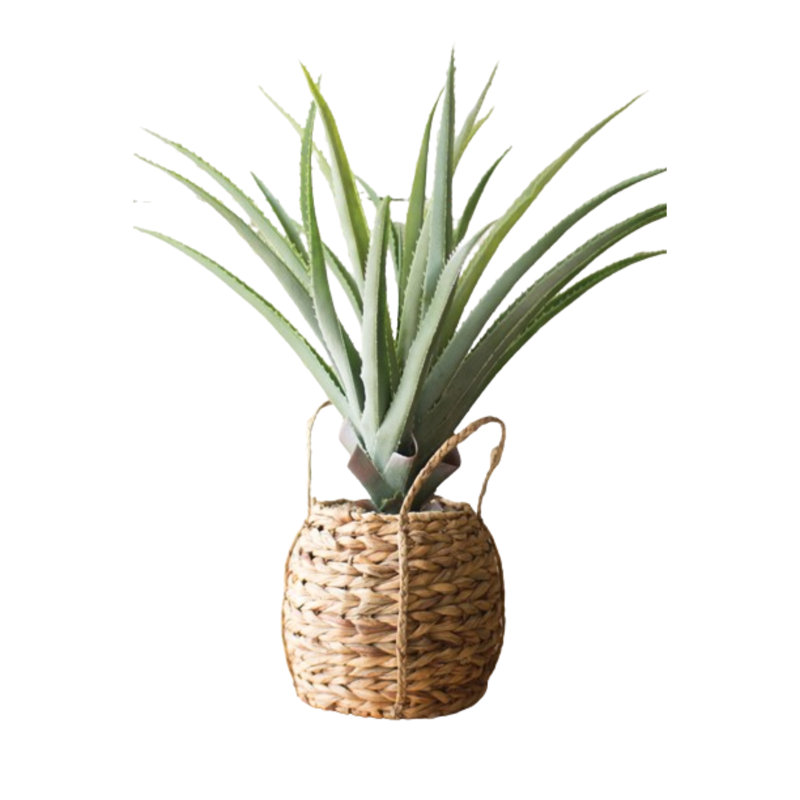 Kalalou Arrangement | Wayfair