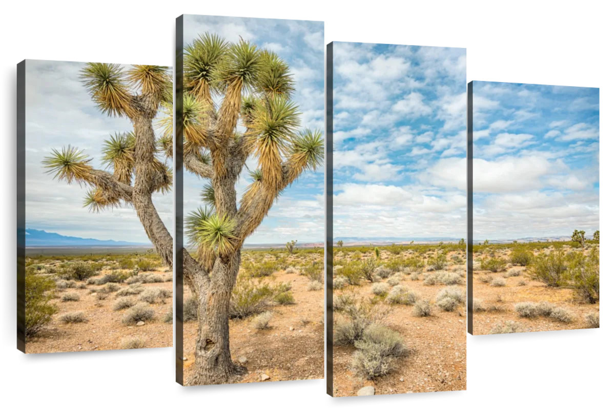 Elephant Stock Joshua Tree In Nevada | Wayfair