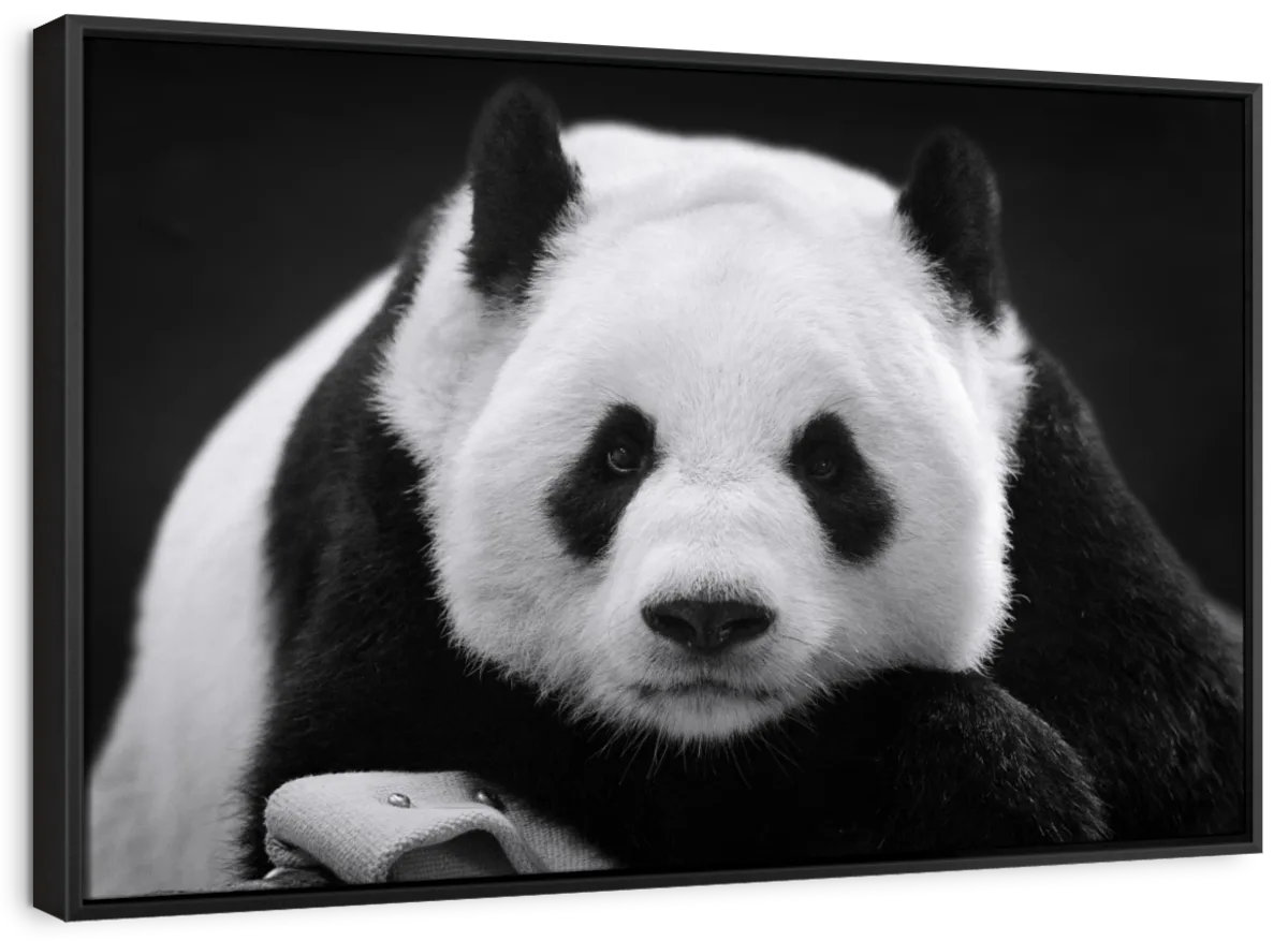 Millwood Pines Black And White Panda Canvas Print | Wayfair