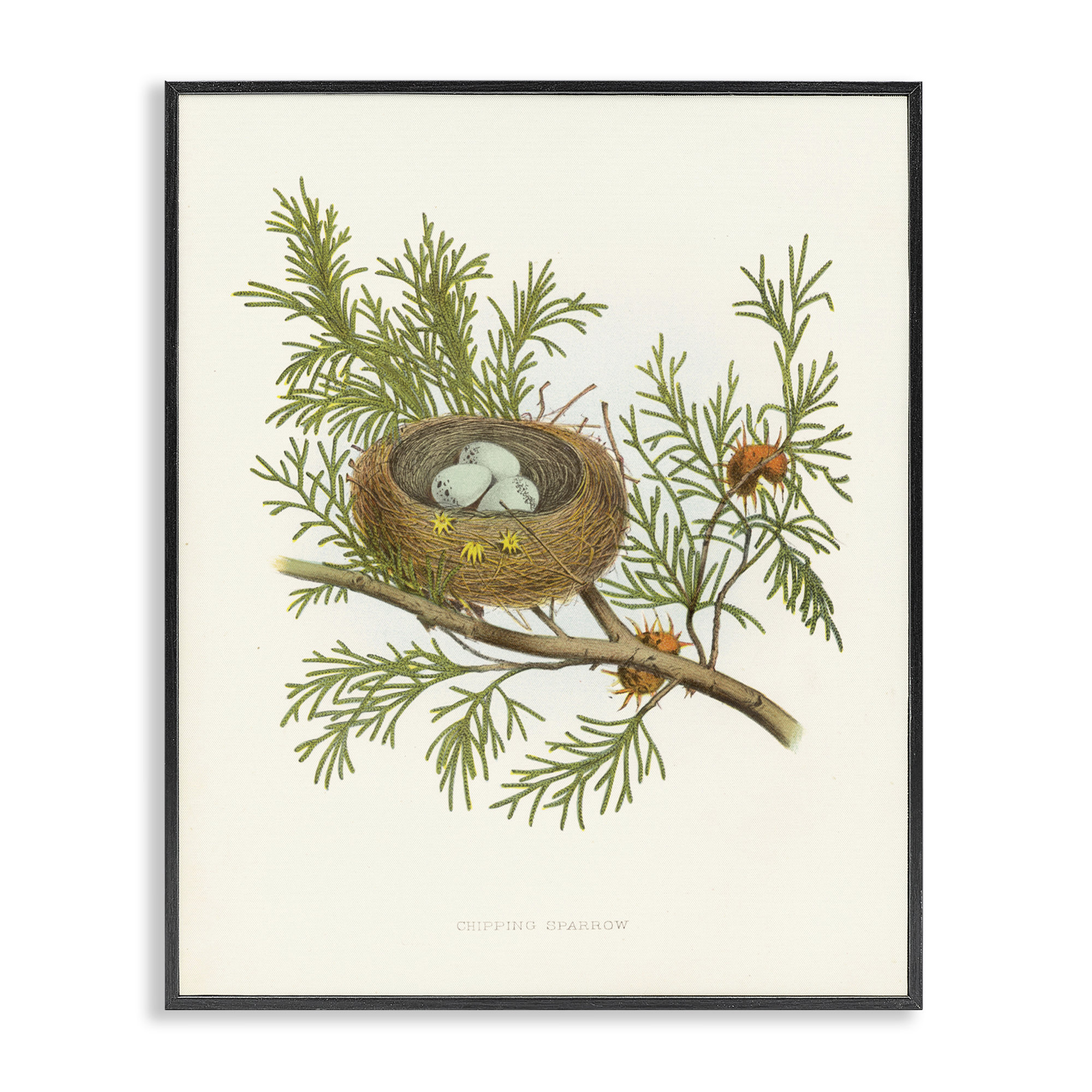 Charlton Home® Forest Bird Nest on Branch Giclee Art by Tina Higgins ...