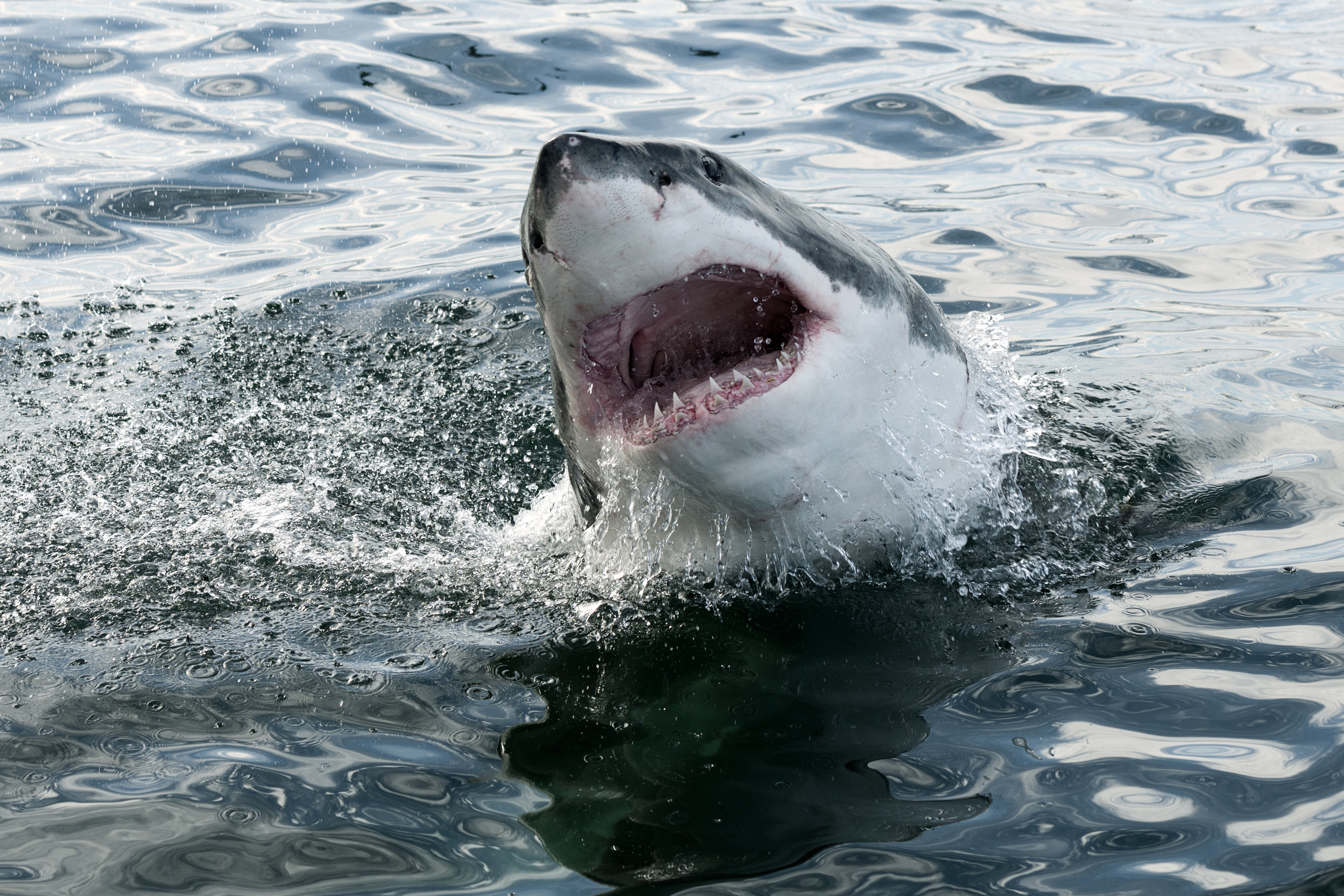 Highland Dunes Great White Shark - Wrapped Canvas Photograph | Wayfair