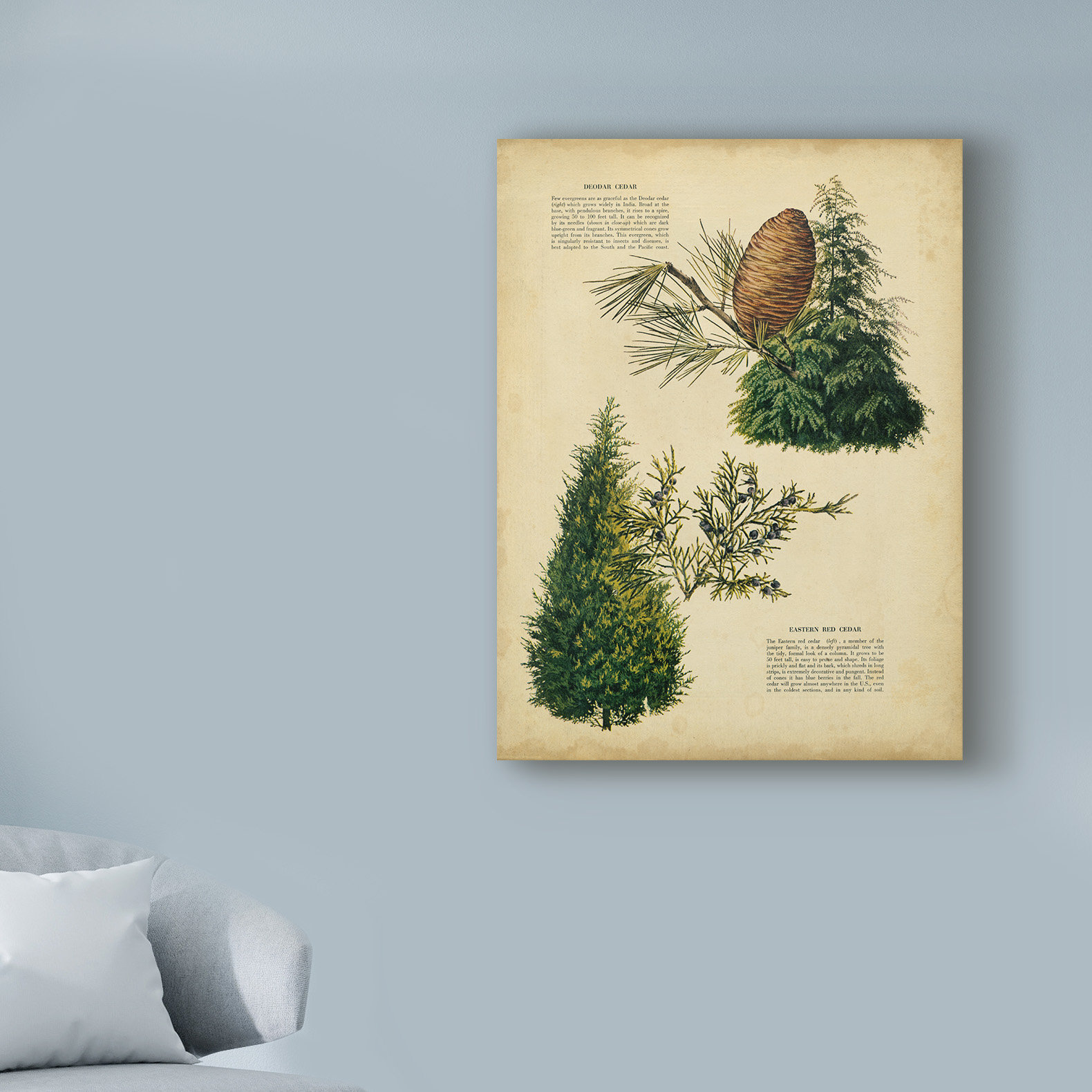 Charlton Home® 'Deodar Cedar & Eastern Red Cedar' Graphic Art Print on ...
