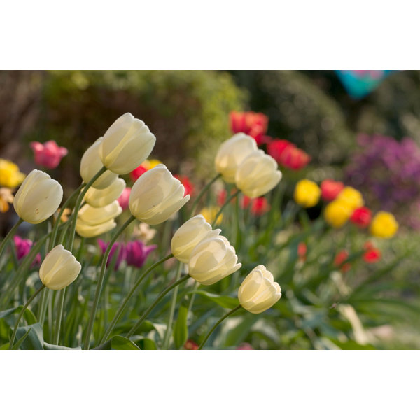 Ebern Designs Spring Flowers On Canvas Print | Wayfair