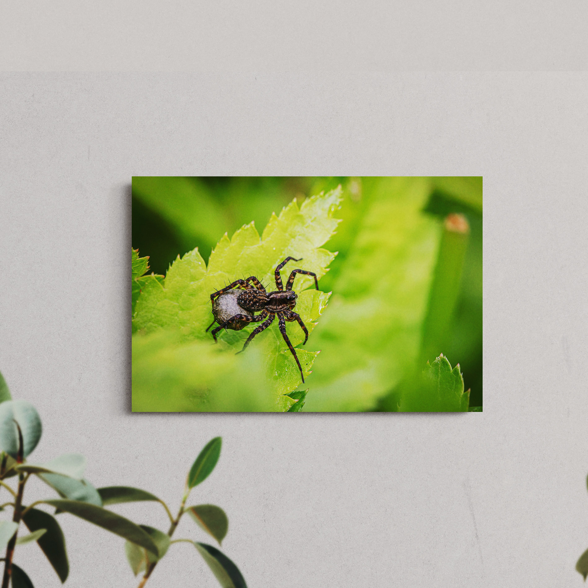 Union Rustic Shore Spider on Plant | Wayfair