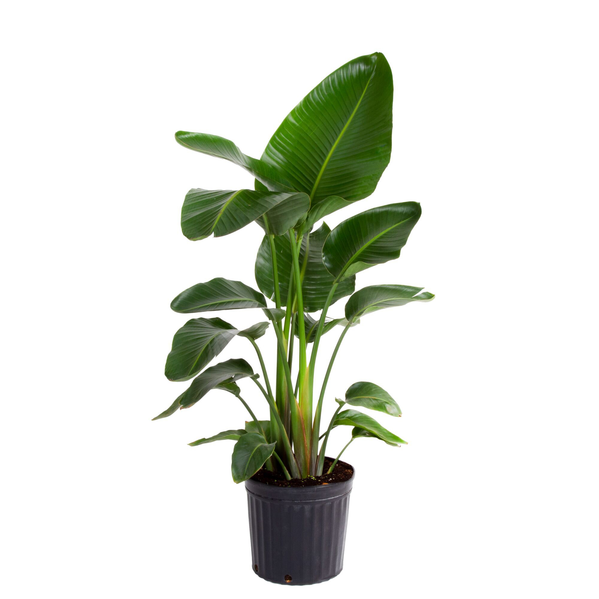Costa Farms Indoor White Bird of Paradise House Plant in 10-inch ...