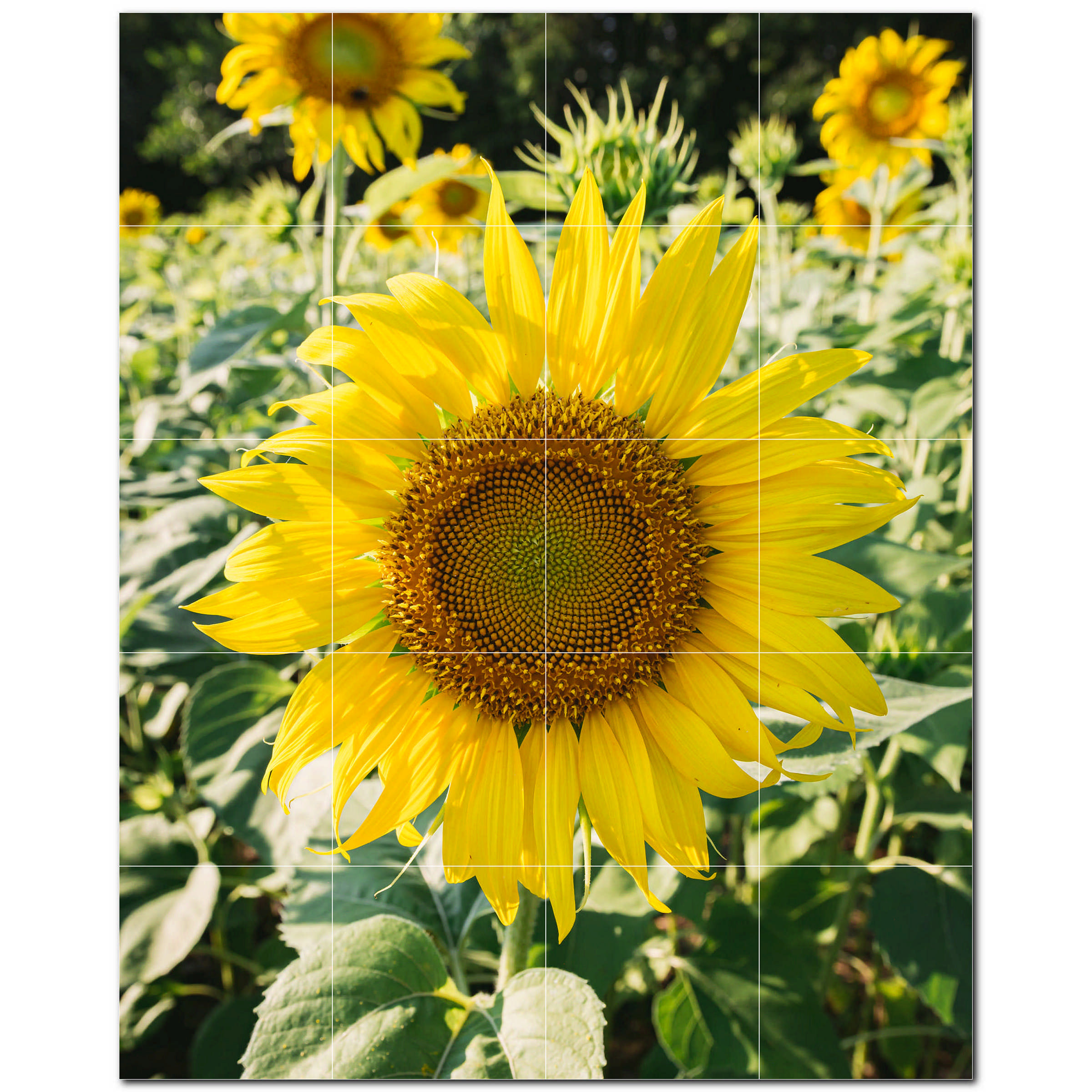 Picture-Tiles.com 40" x 24" Ceramic Farm Photo Decorative Mural Tile ...