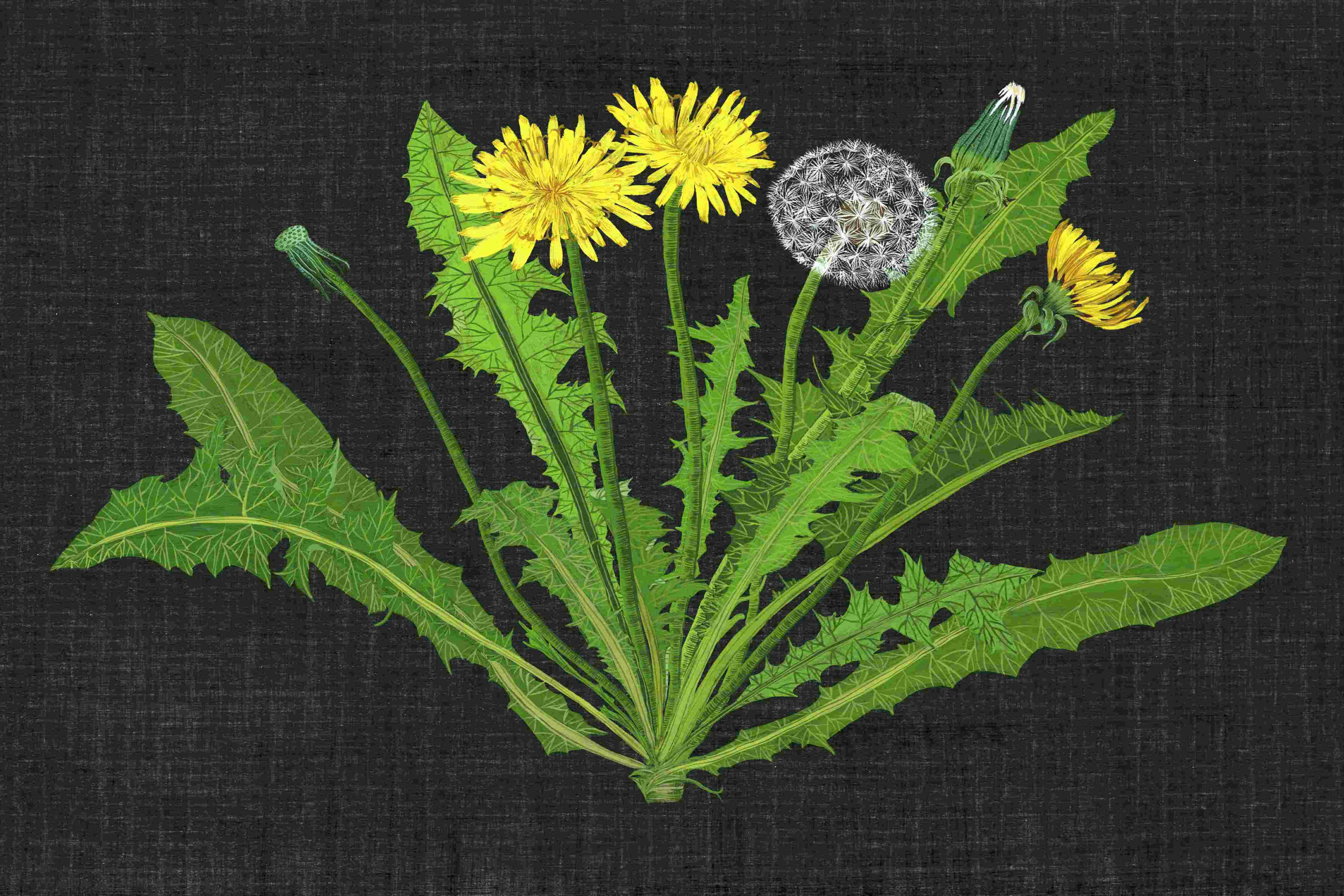 Rosalind Wheeler Wild Dandelion II by Melissa Wang - Wrapped Canvas ...