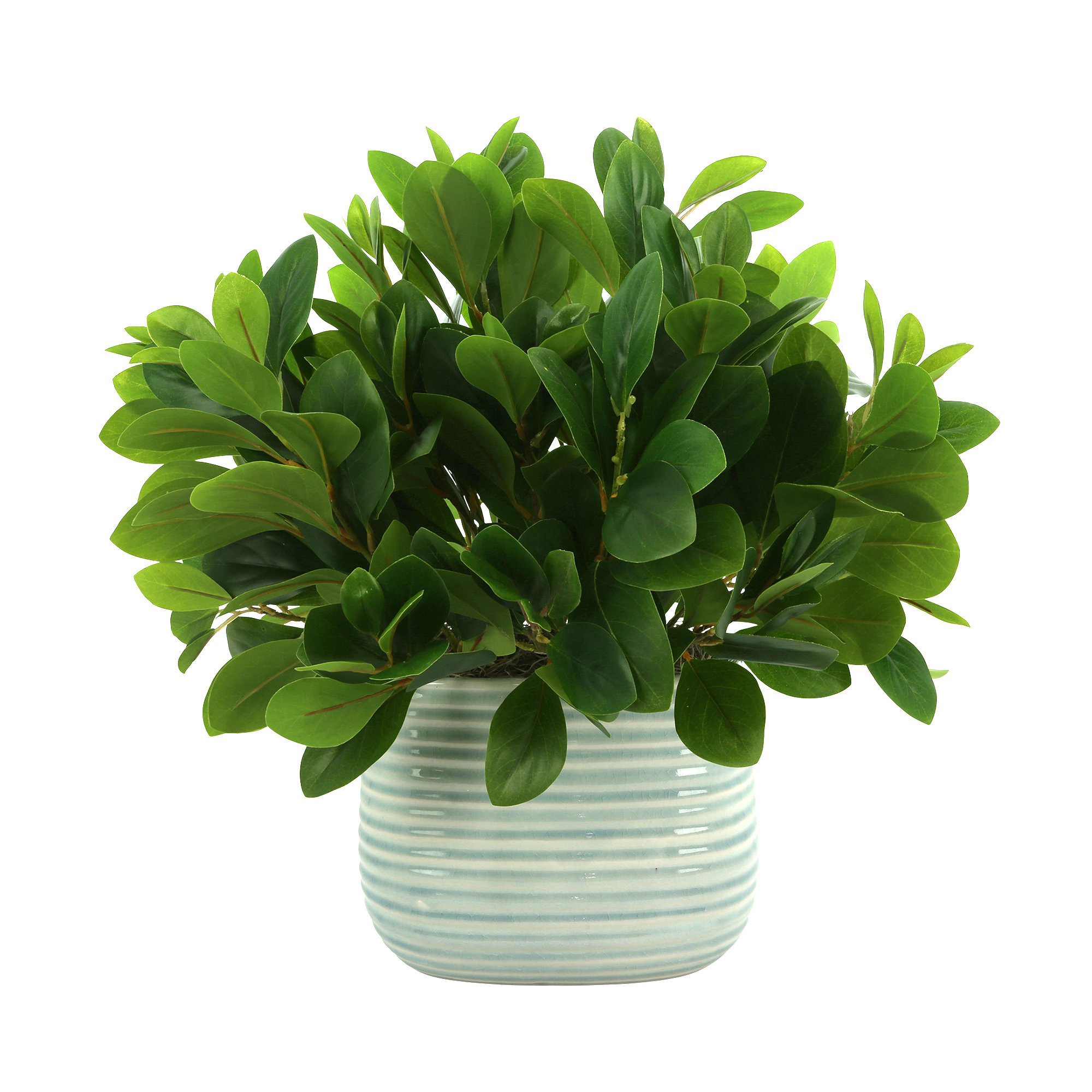 Primrue 20'' Faux Peperomia Bush Plant in Ceramic Pot - Wayfair Canada