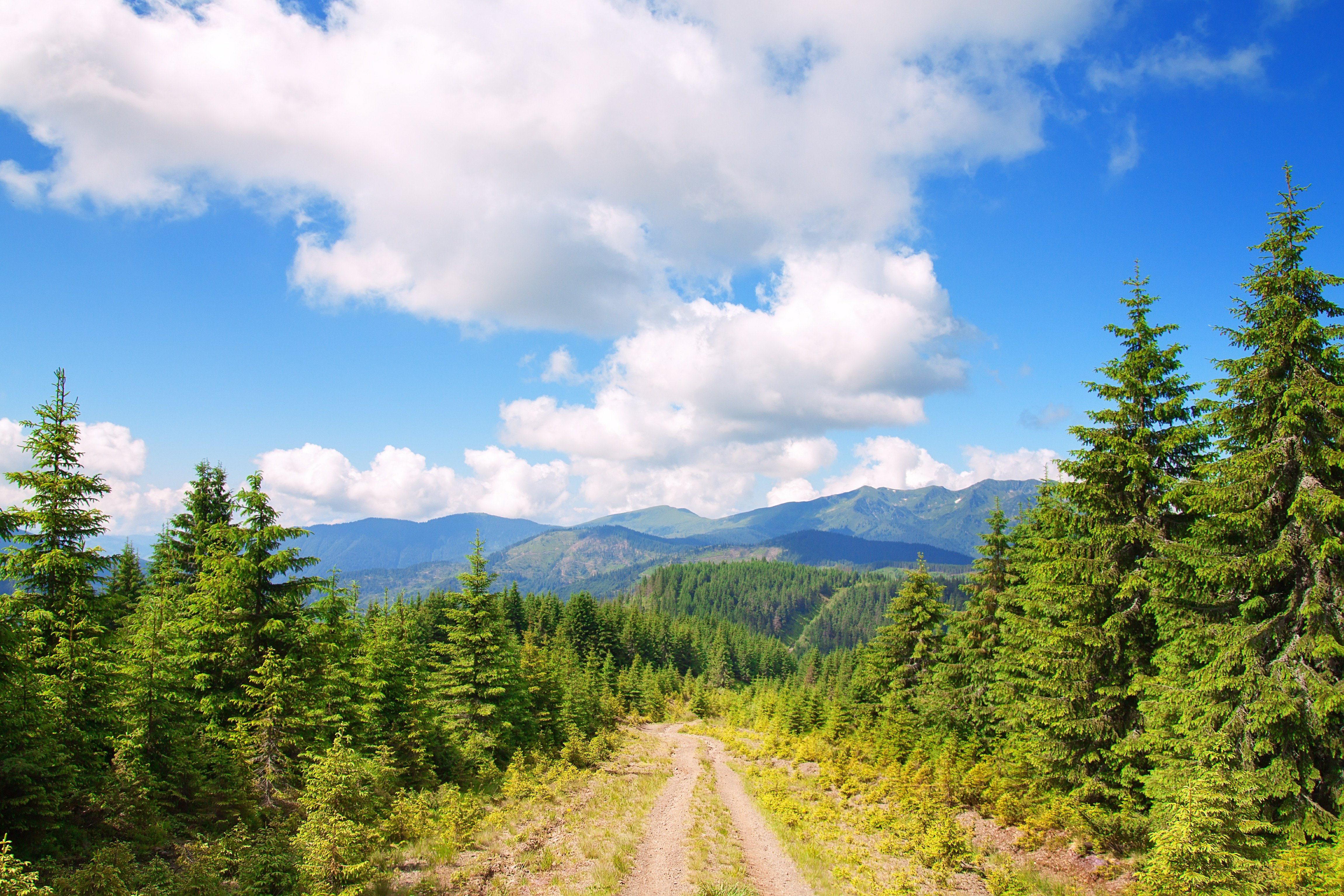 Millwood Pines Mountains with Pine Trees by Alter - Wrapped Canvas ...