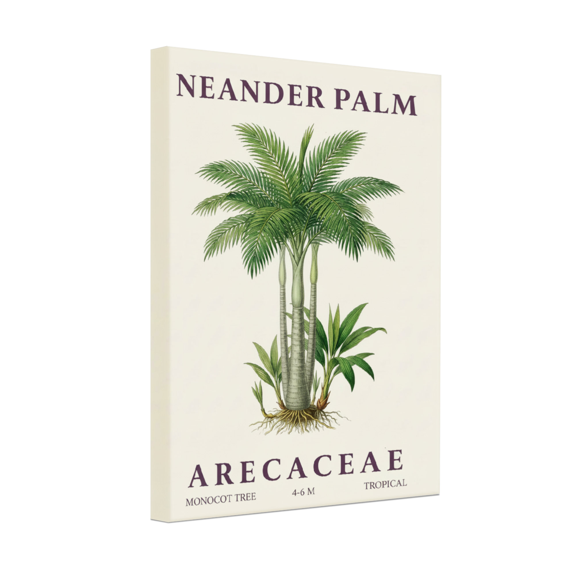 Red Barrel Studio Plantes et fleurs Neander Palm Arecaeae arbre monocot ...
