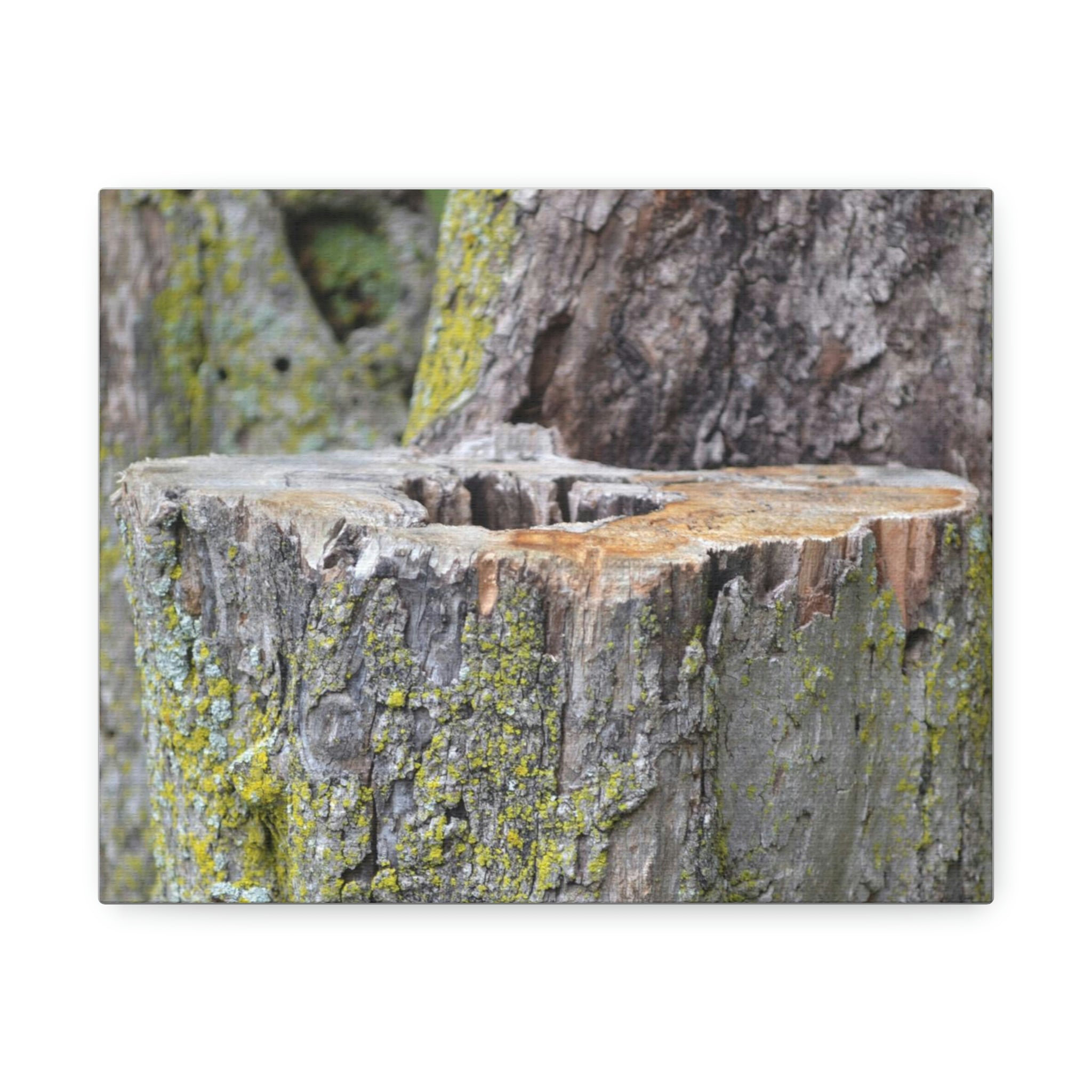 Millwood Pines Tree Stretched - Wrapped Canvas Illustration | Wayfair