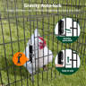 Tucker Murphy Pet™ Norberto 252" x 42" x 44" Large Chicken Coop Pet ...
