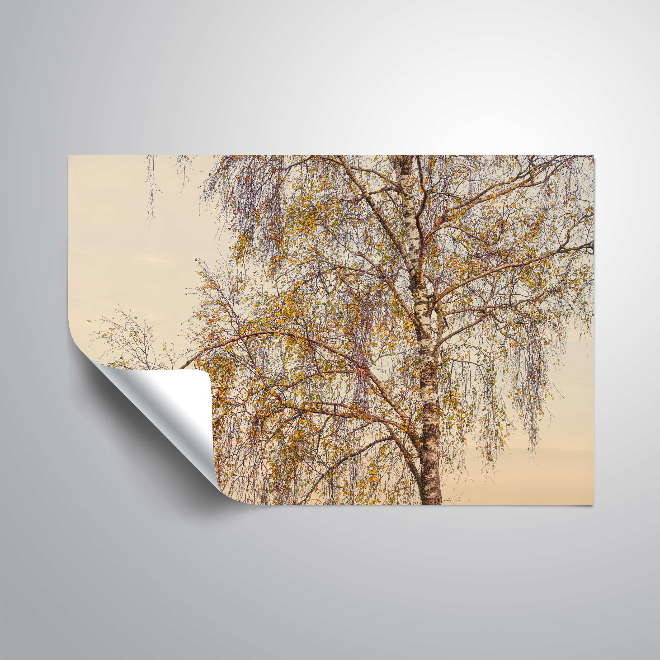 Darby Home Co 'Birch' Photographic Print | Wayfair
