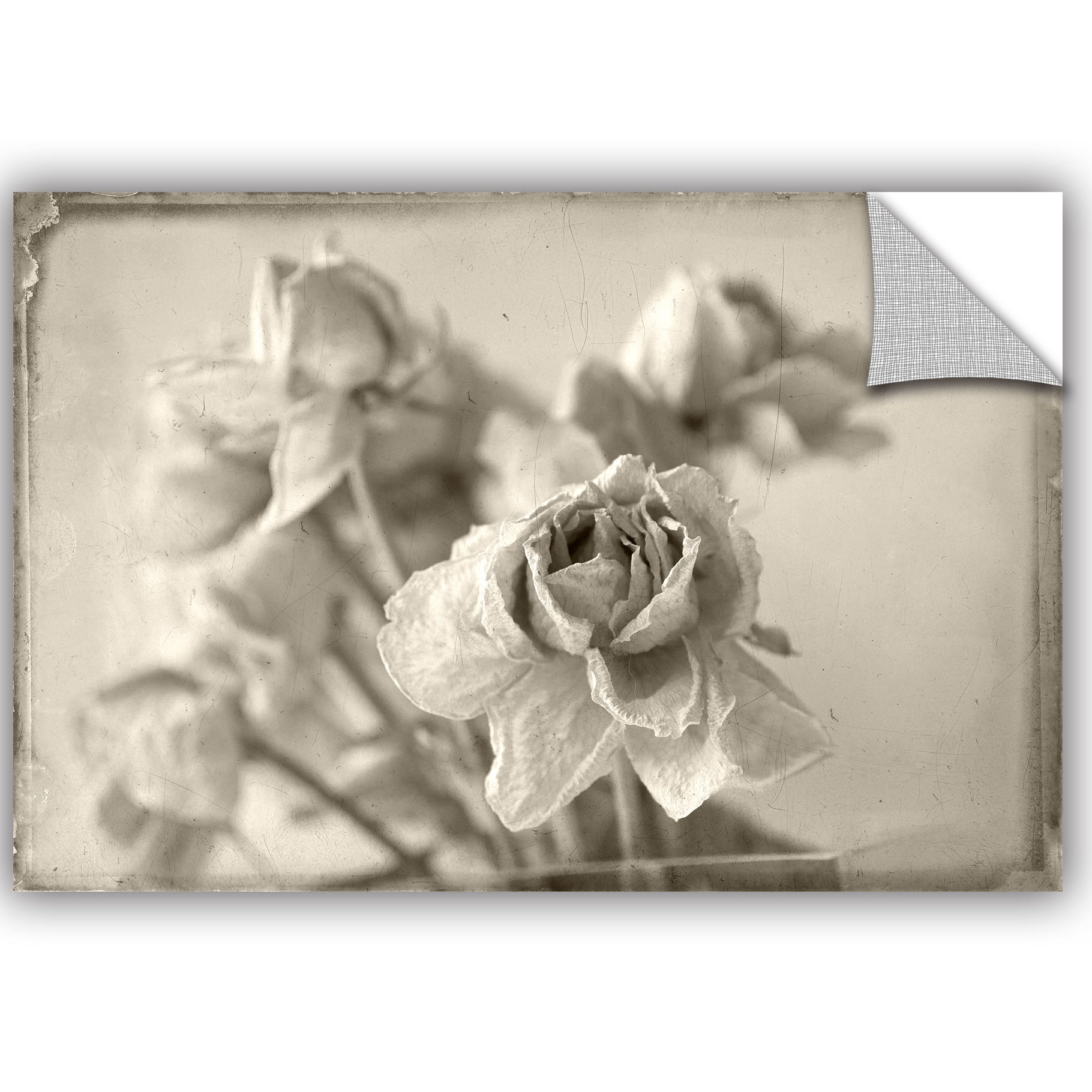 Lark Manor Akeema Rose Relics Removable Wall Decal - Wayfair Canada