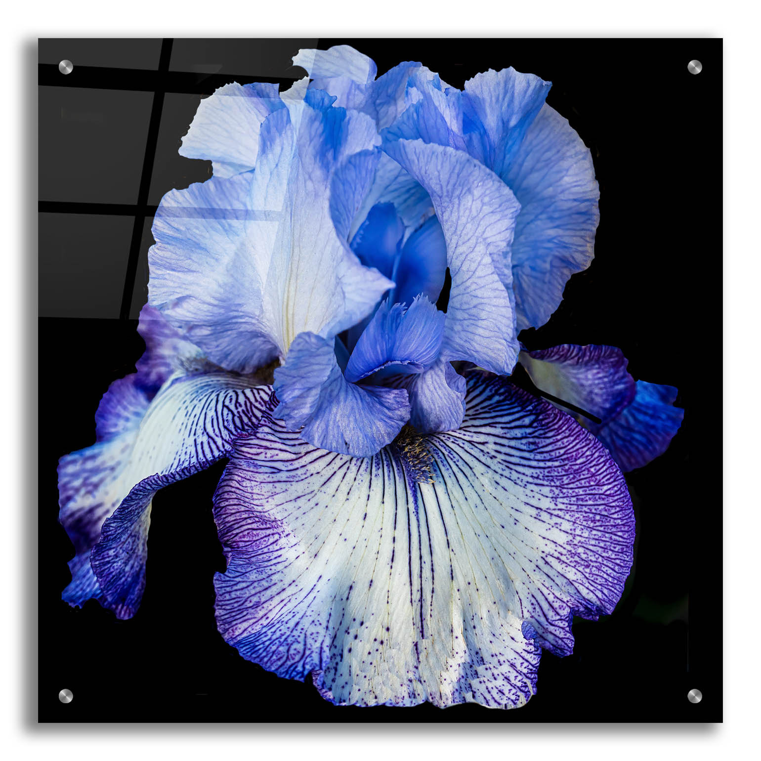 Epic Art 'Ooh Iris' By Pamela Plummer, Acrylic Gla " Ooh Iris " by ...