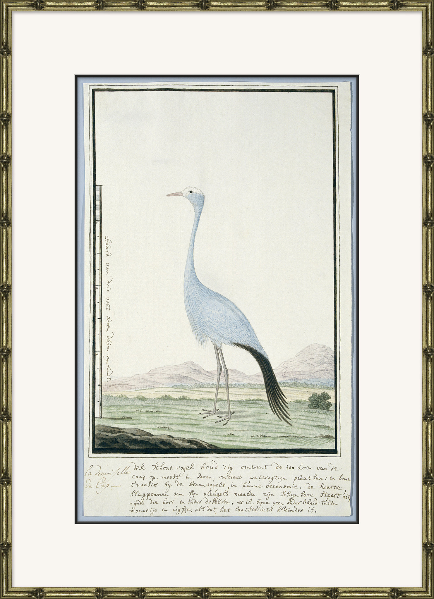 Soicher Marin 'Bird Drawings, Circa 1777' - Picture Frame Painting on ...