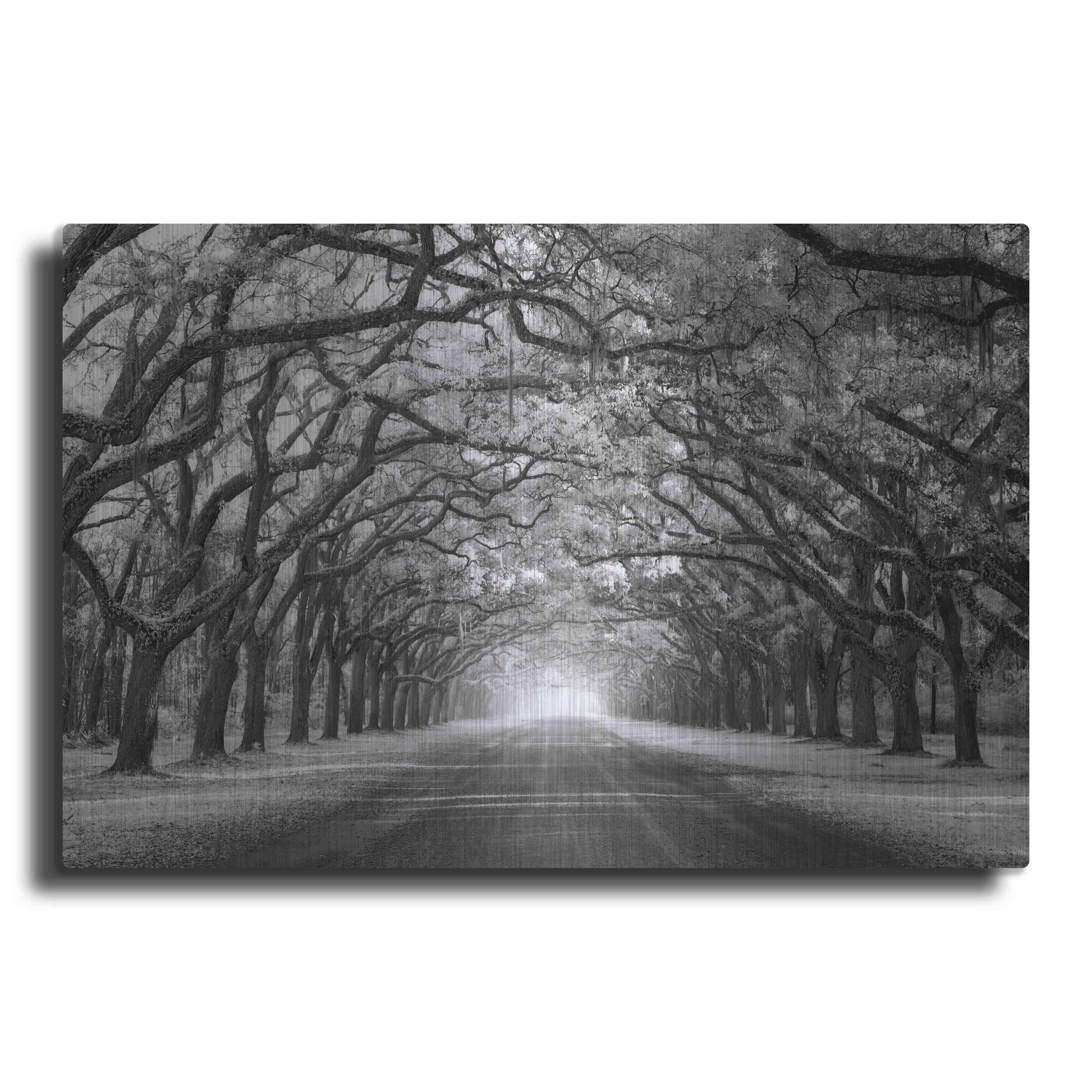 Millwood Pines Wormsloe Inf Light by Mike Jones - Unframed Photograph ...