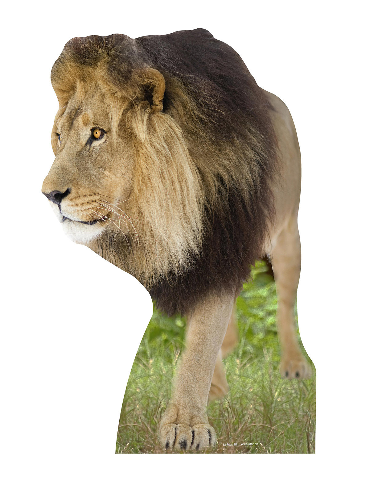Star Cutouts Lion Cardboard Standup - Wayfair Canada