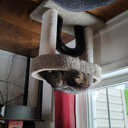 Archie & Oscar™ Hamil 21'' H Cat Tree & Reviews | Wayfair