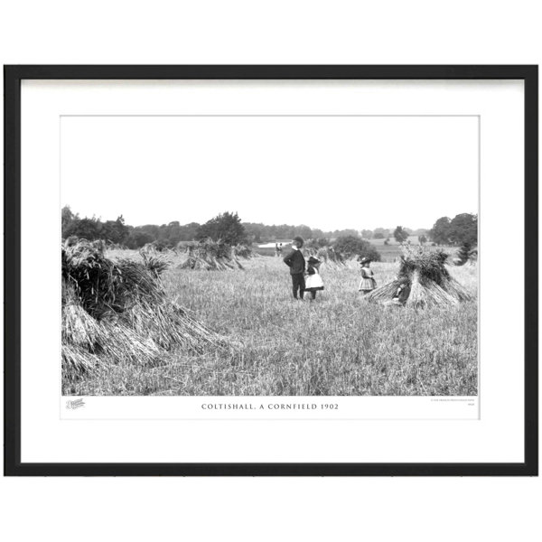 The Francis Frith Collection Coltishall, A Cornfield 1902 by Francis ...