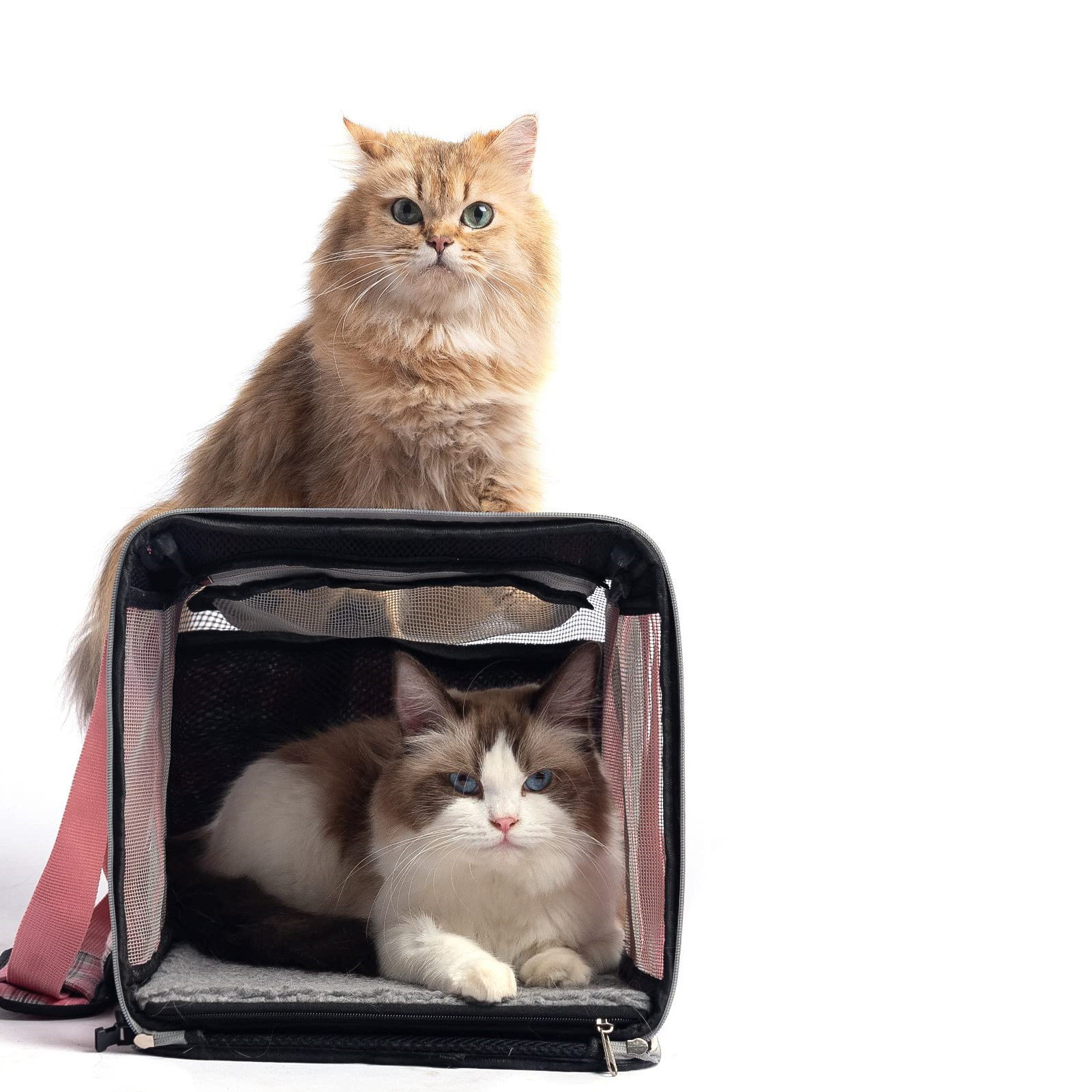 Tucker Murphy Pet™ Porte-chats pour chats moyens de moins de 25 ans ...