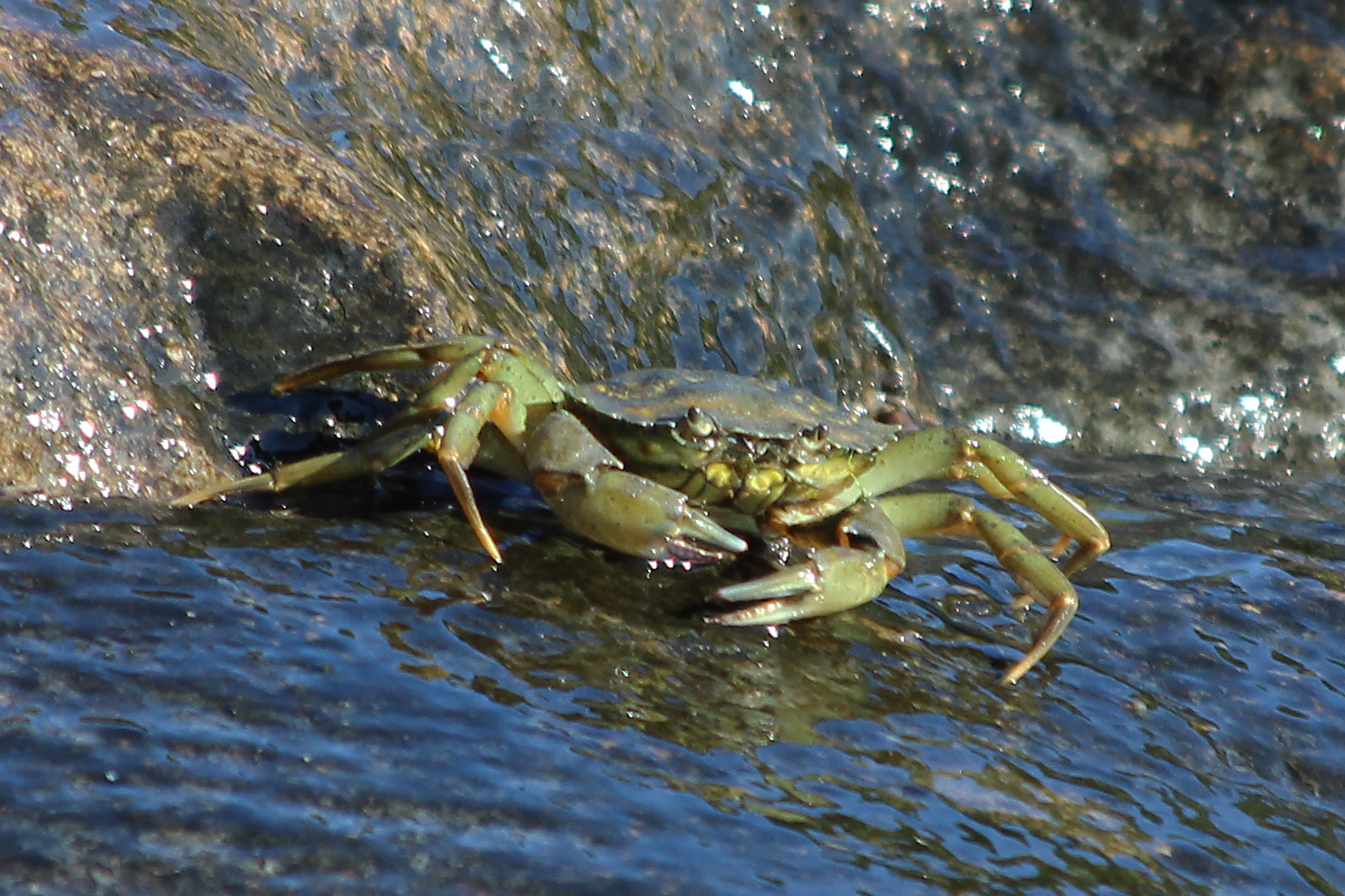 Highland Dunes Green Crab by Bririemoments - Wrapped Canvas Photograph ...