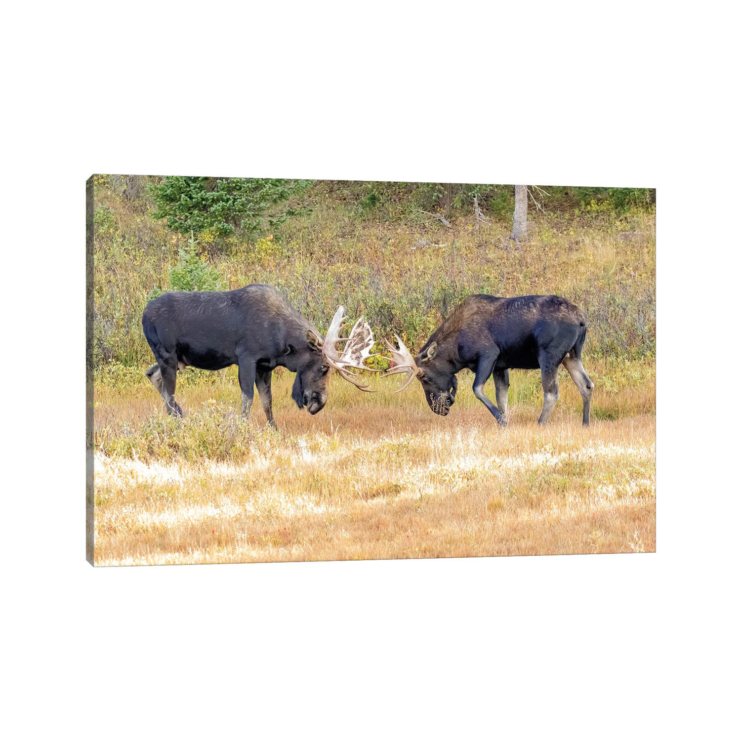 East Urban Home USA, Colorado, Cameron Pass. Two Bull Moose Dueling by ...