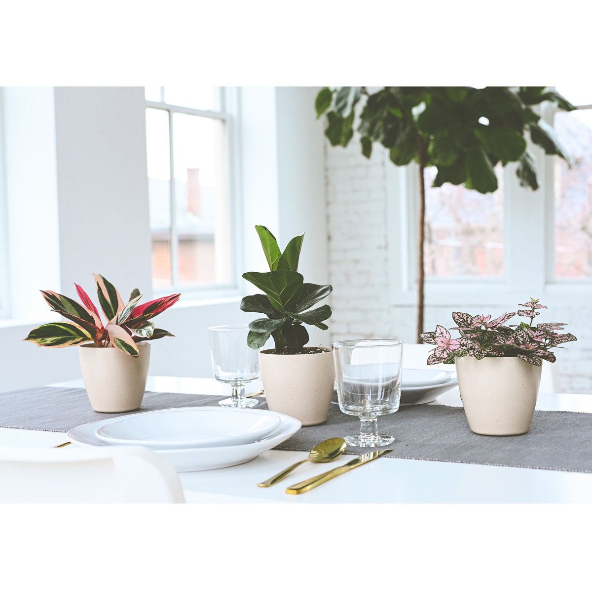 Thorsen's Greenhouse Live Pink Splash Plant & Reviews | Perigold