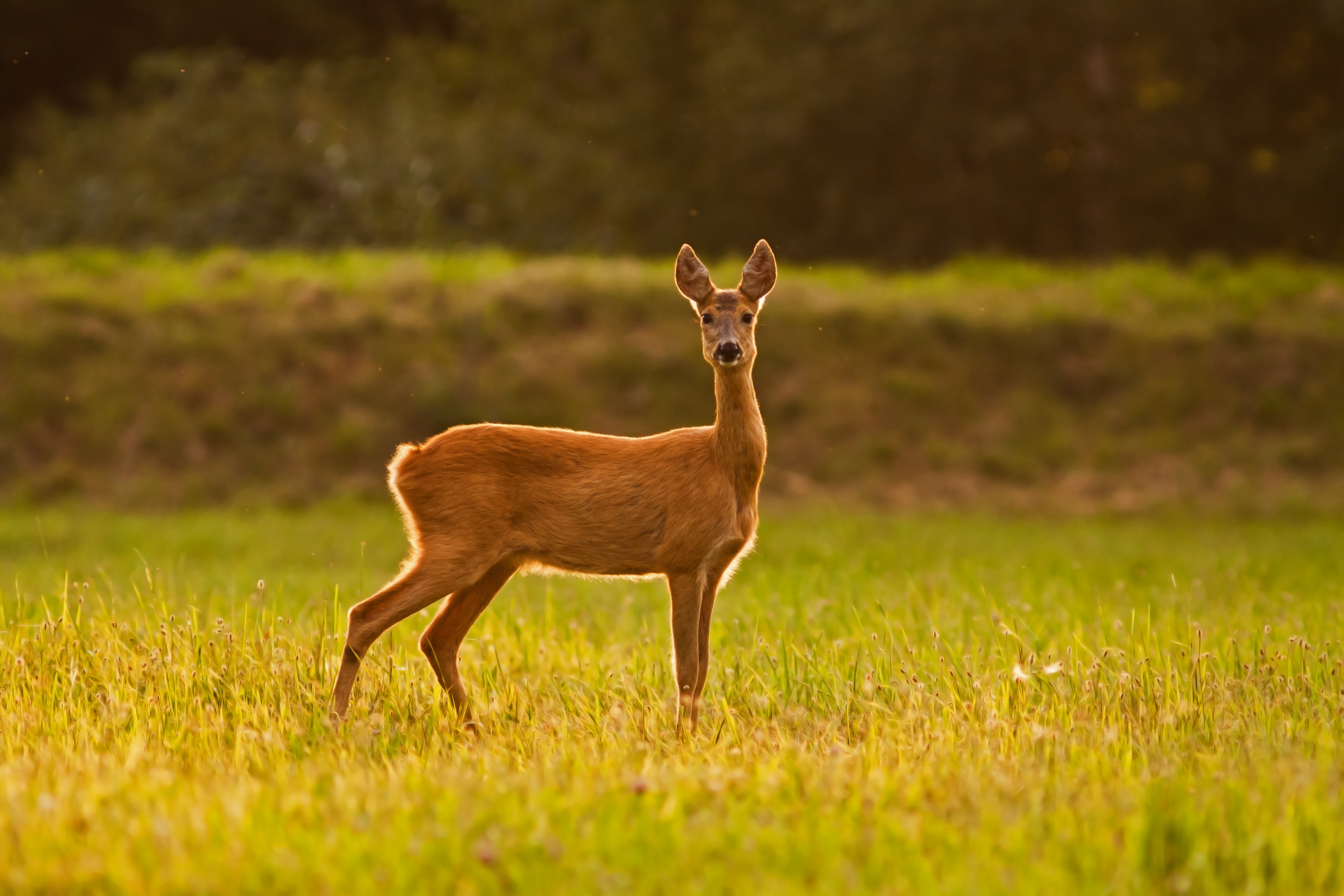 Hokku Designs " Roe Deer Doe " by Srniak | Wayfair