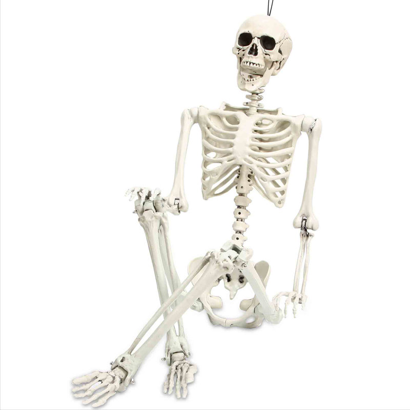 The Holiday Aisle® Halloween Skeleton | Wayfair