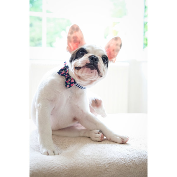 17 Stories French Bulldog Puppy by Gollykim - Wrapped Canvas Art Prints ...