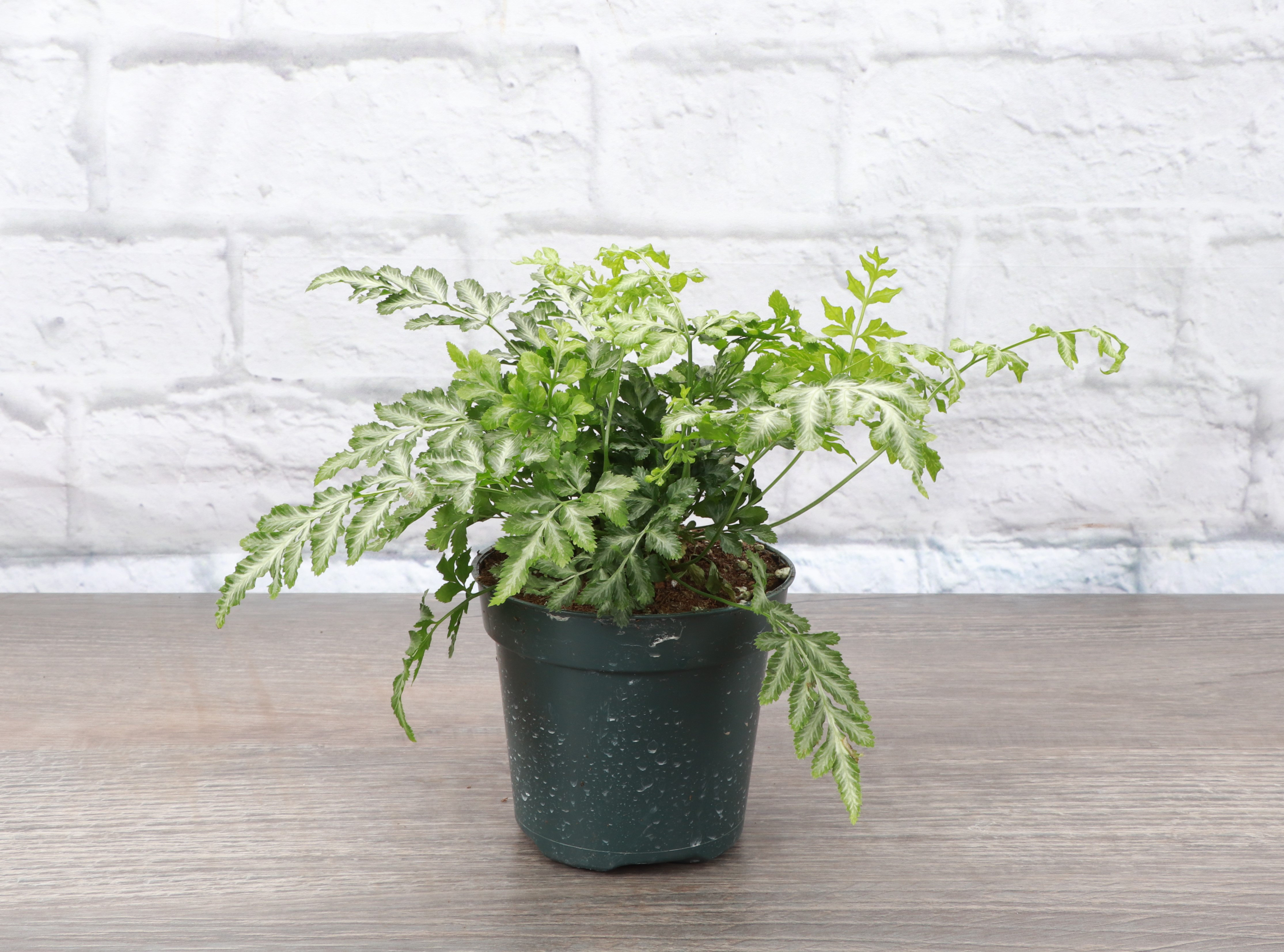 Thorsen's Greenhouse Live Silver Ribbon Fern Plant | Wayfair