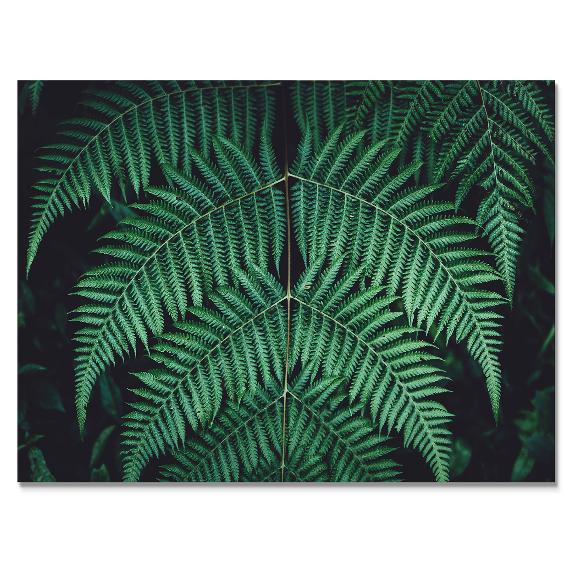 East Urban Home Dark Green Fern on Black III - Print on Canvas | Wayfair
