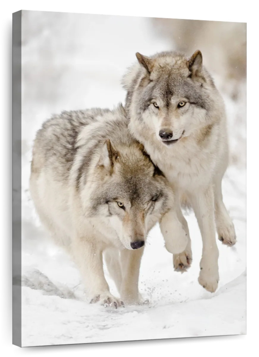 Ebern Designs Brampt Playful Gray Wolves | Wayfair