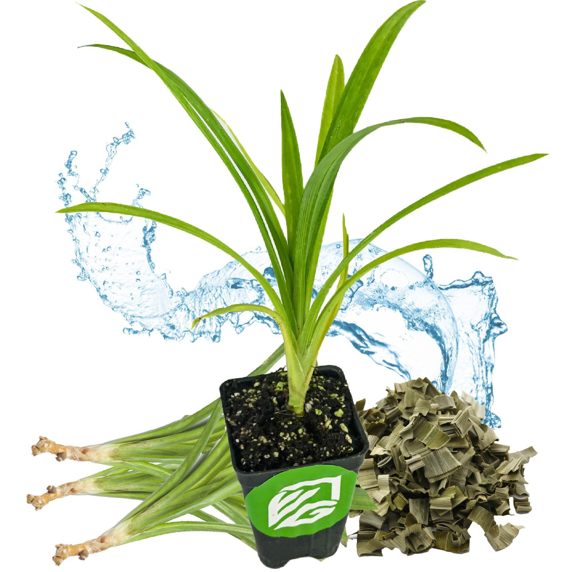 Wellspring Gardens Culinary Grasses Live Pandanus Plant | Wayfair