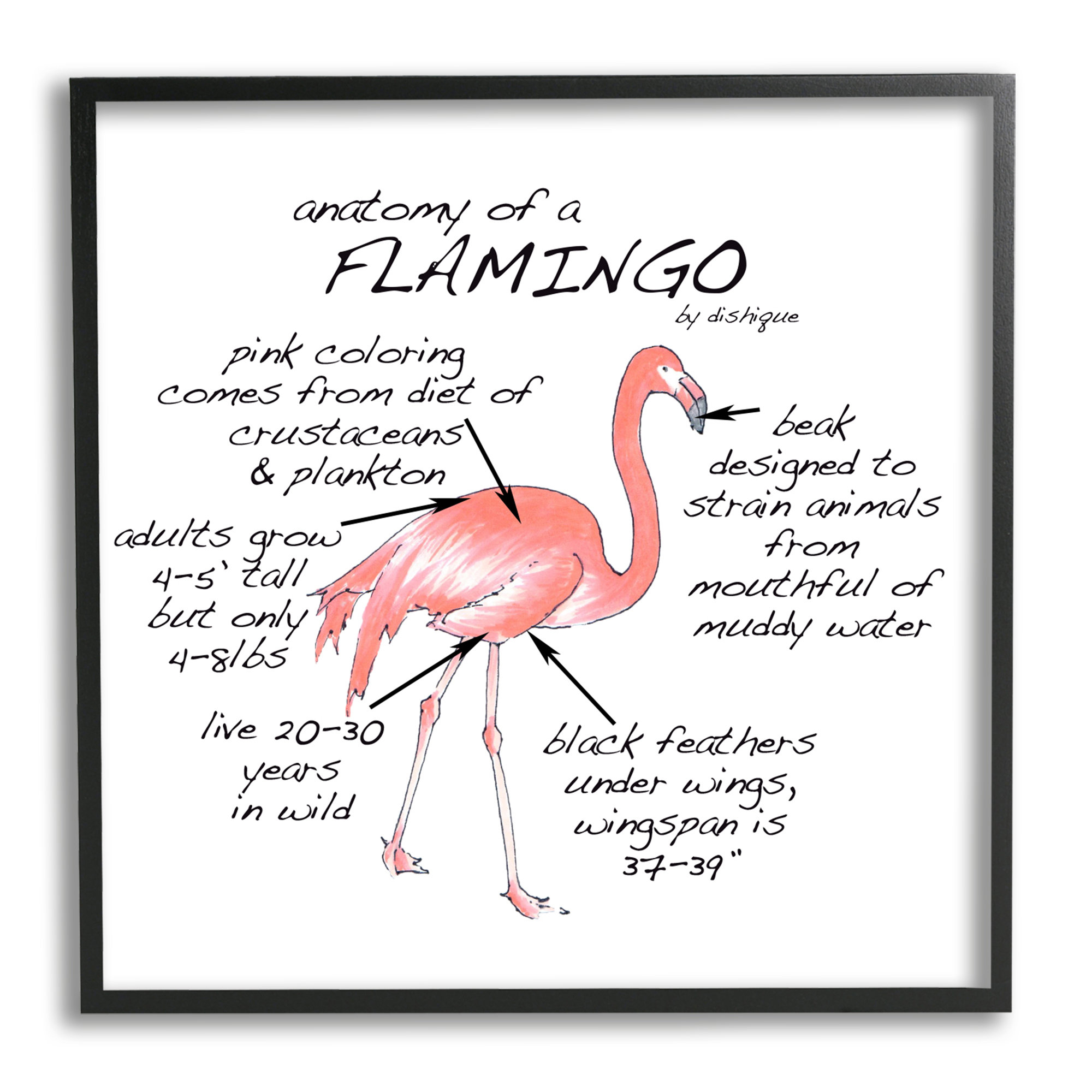 Stupell Industries Flamingo Bird Facts Chart Educational Wildlife ...