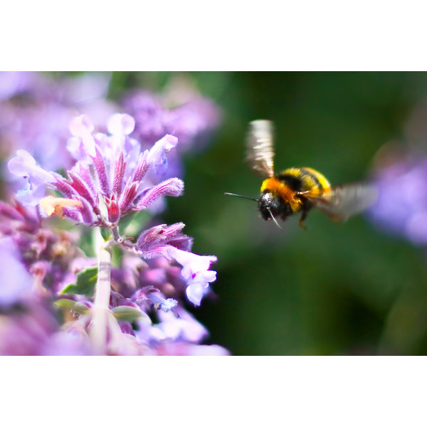 Gracie Oaks Flenor Honey Bee | Wayfair